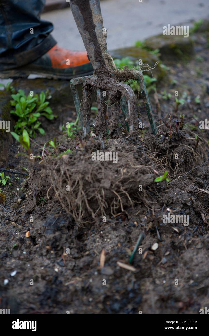 Dividing plants with forks hi-res stock photography and images - Alamy