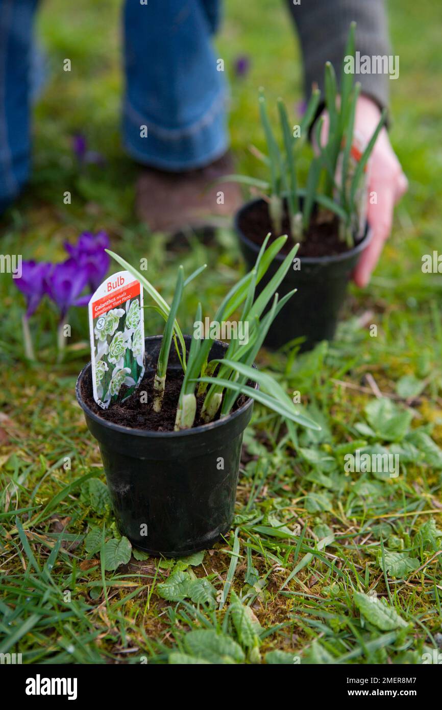 Planting snowdrops in the green Stock Photo - Alamy