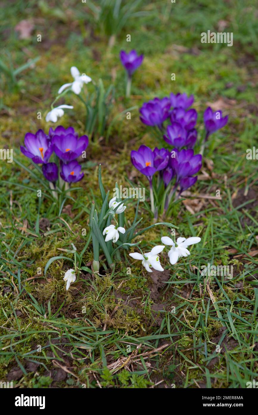 Snowdrops (Galanthus) and Crocus Stock Photo - Alamy