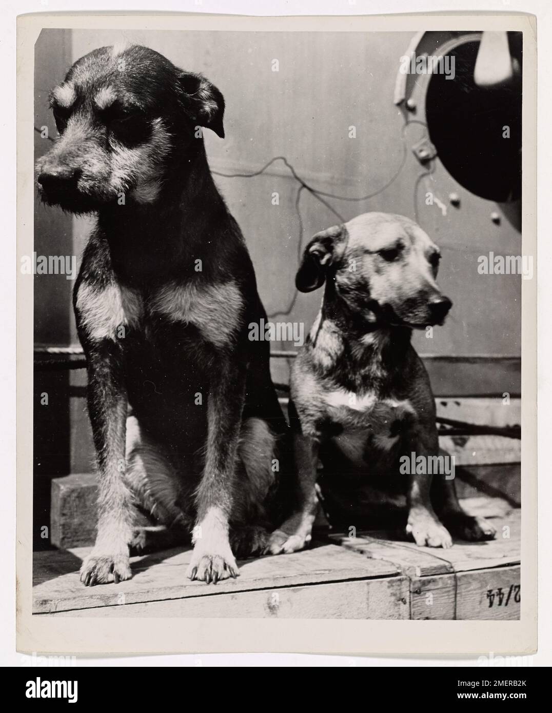 Two Dogs Aboard a Coast Guard Ship. This image depicts two dogs aboard ...