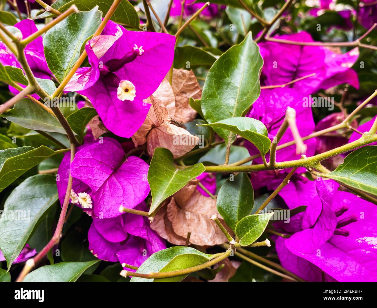 Flor en medio del bosque hi-res stock photography and images - Alamy