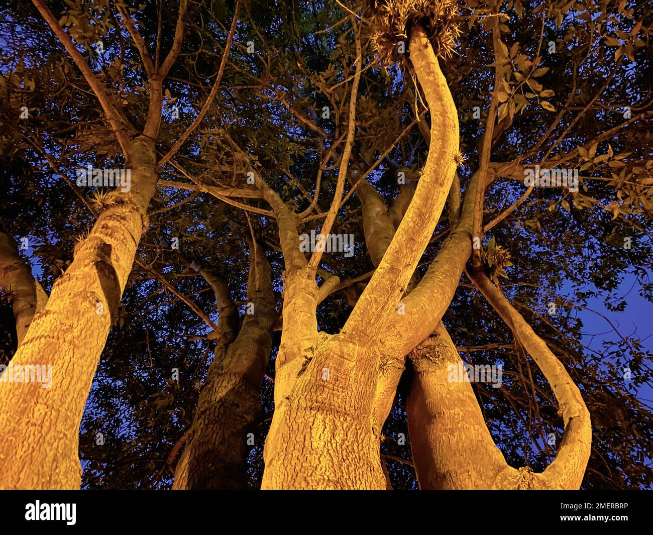 Jungle night landscape hi-res stock photography and images - Alamy