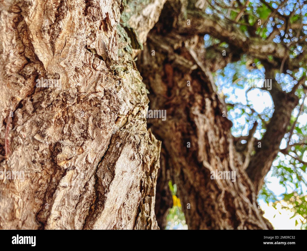 Paisajes del bosque hi-res stock photography and images - Alamy