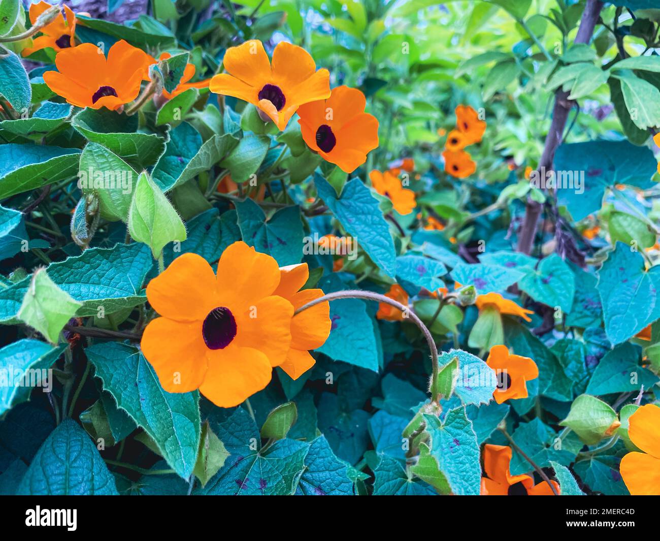 Colombian flowers in the garden Stock Photo - Alamy