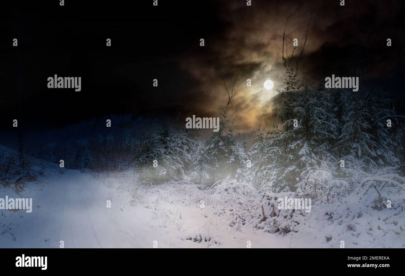 Verschneiter Waldweg in dunkler Winternacht mit Mondschein u Nebel ...