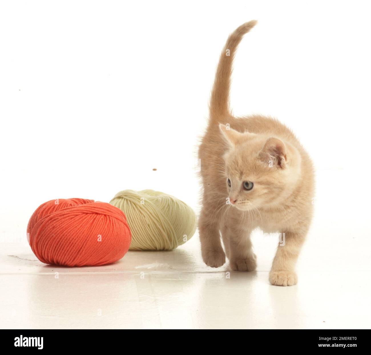 Kitten with two balls of wool Stock Photo - Alamy