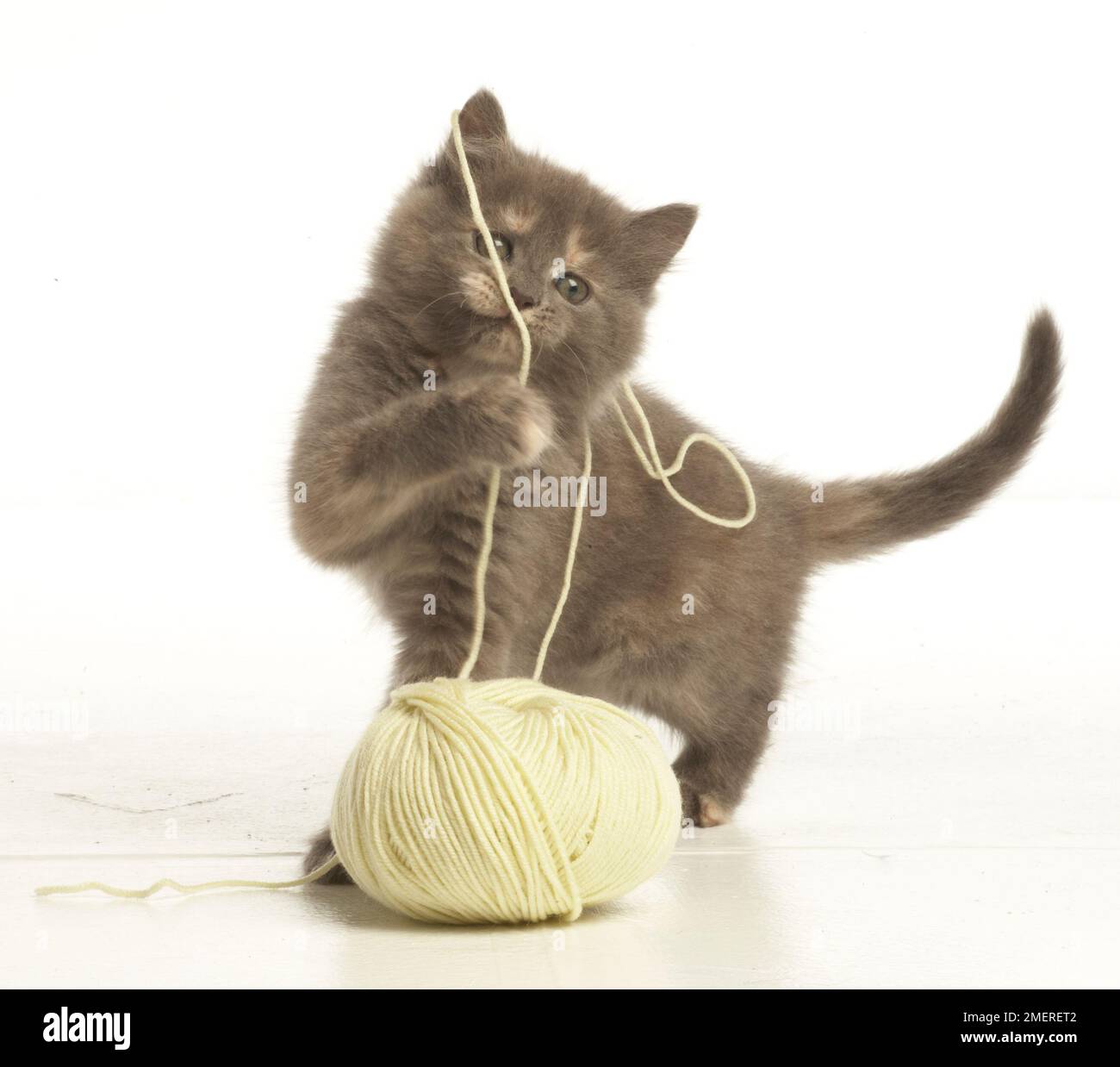 KItten playing with ball of wool Stock Photo - Alamy
