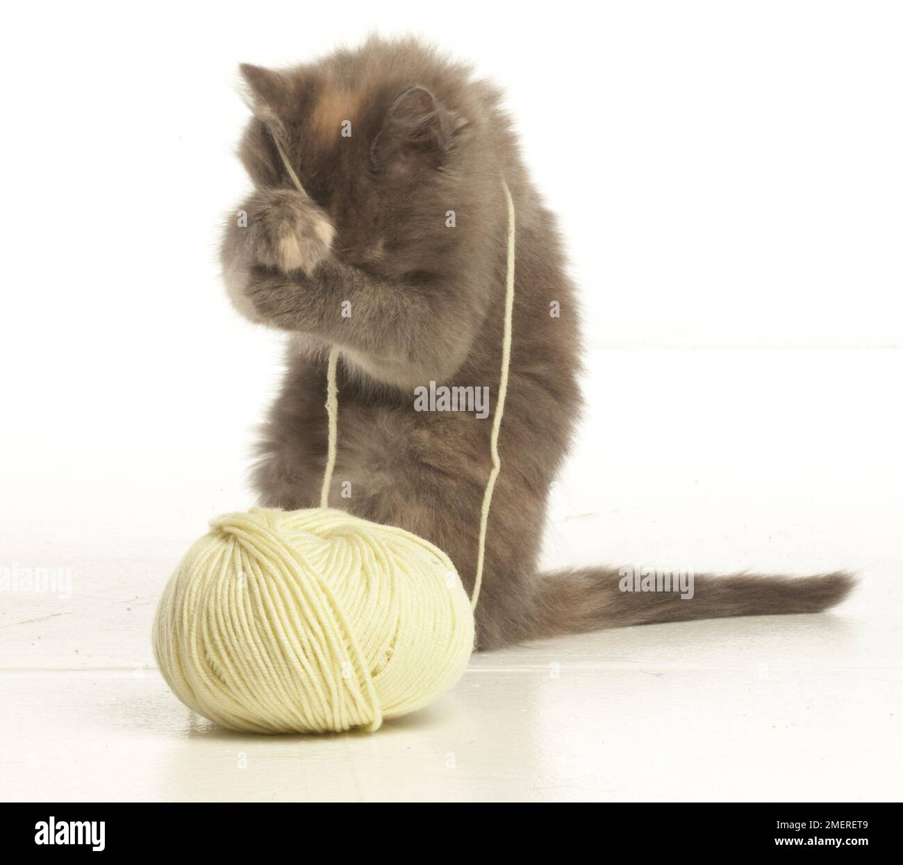 Kitten playing with ball of wool Stock Photo - Alamy