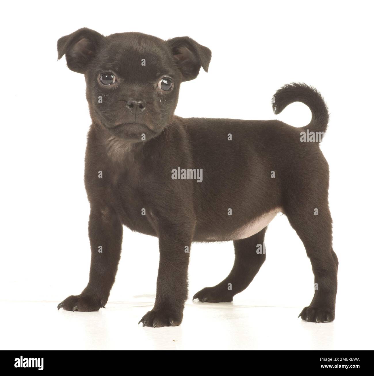 Staffordshire Bull Terrier puppy Stock Photo - Alamy