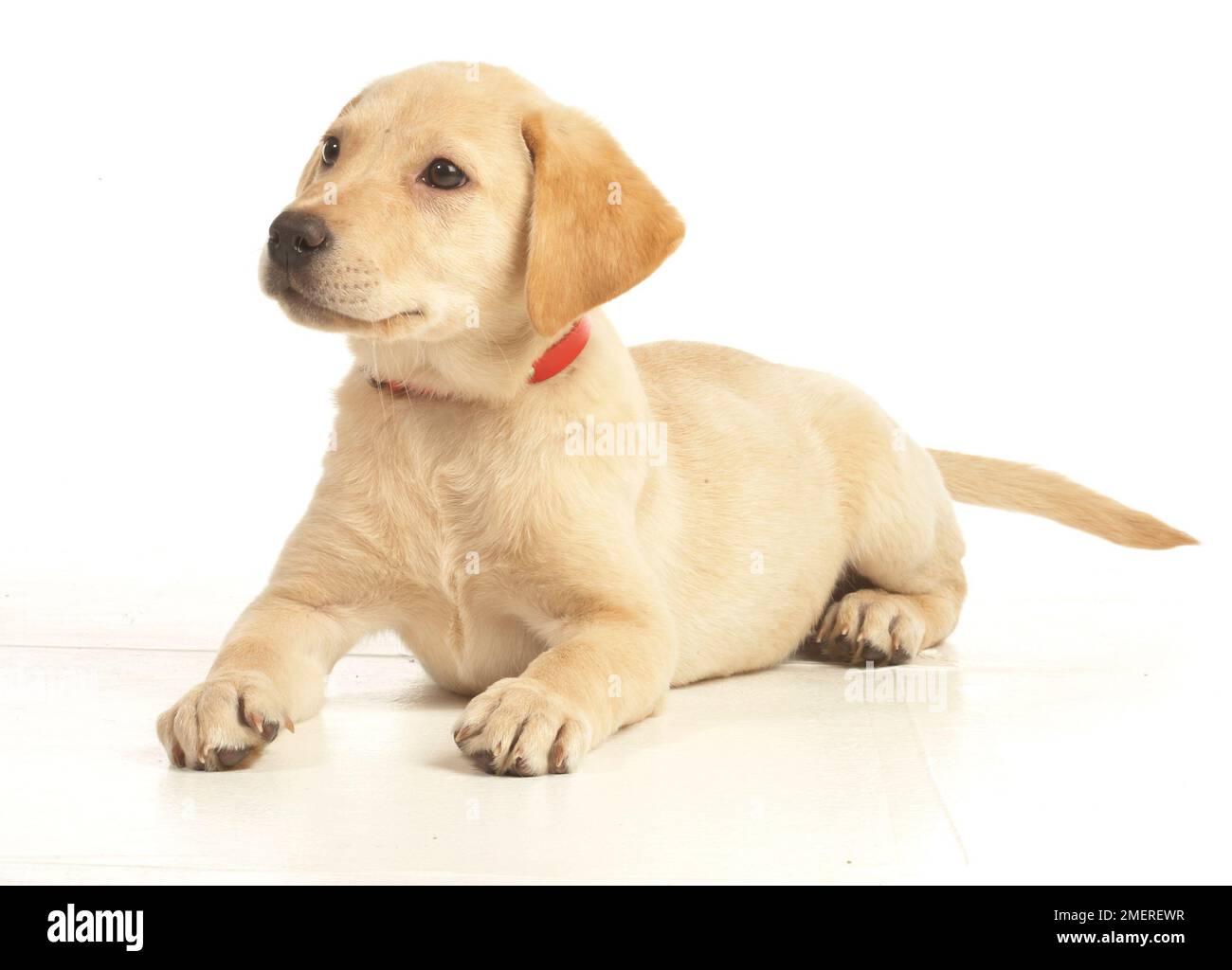 Labrador puppy hi-res stock photography and images - Alamy