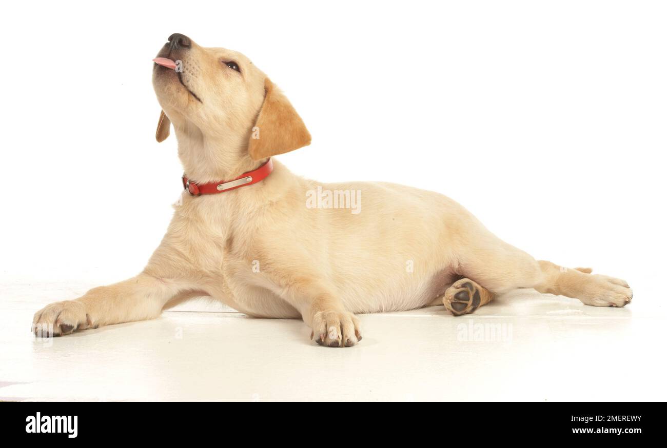 Puppy horizontal hi-res stock photography and images - Alamy