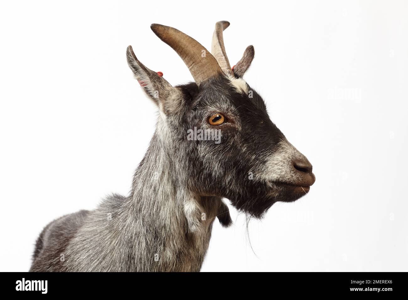 Plain goat hi-res stock photography and images - Alamy