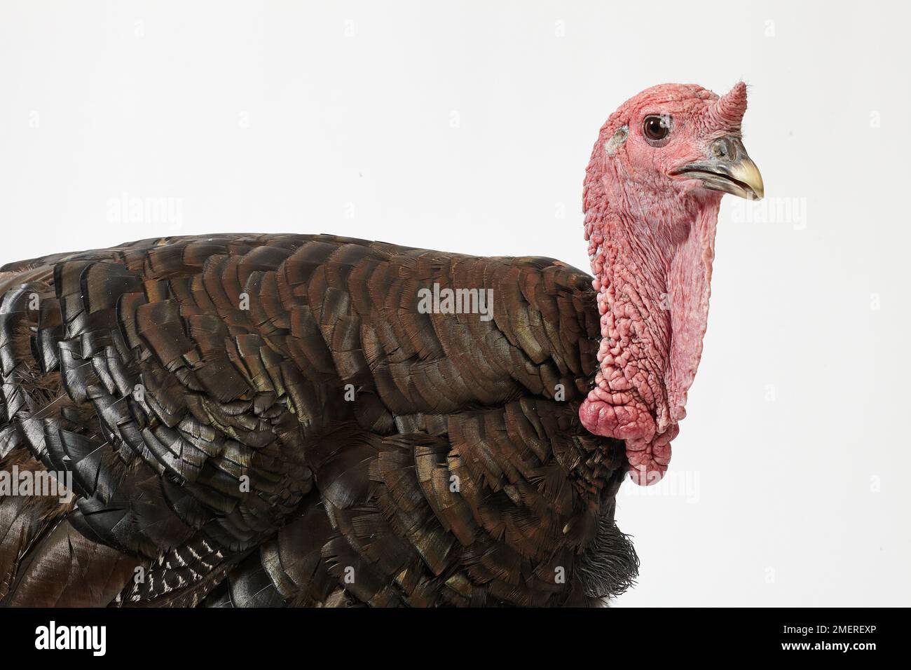 Bronze turkey bird hi-res stock photography and images - Alamy