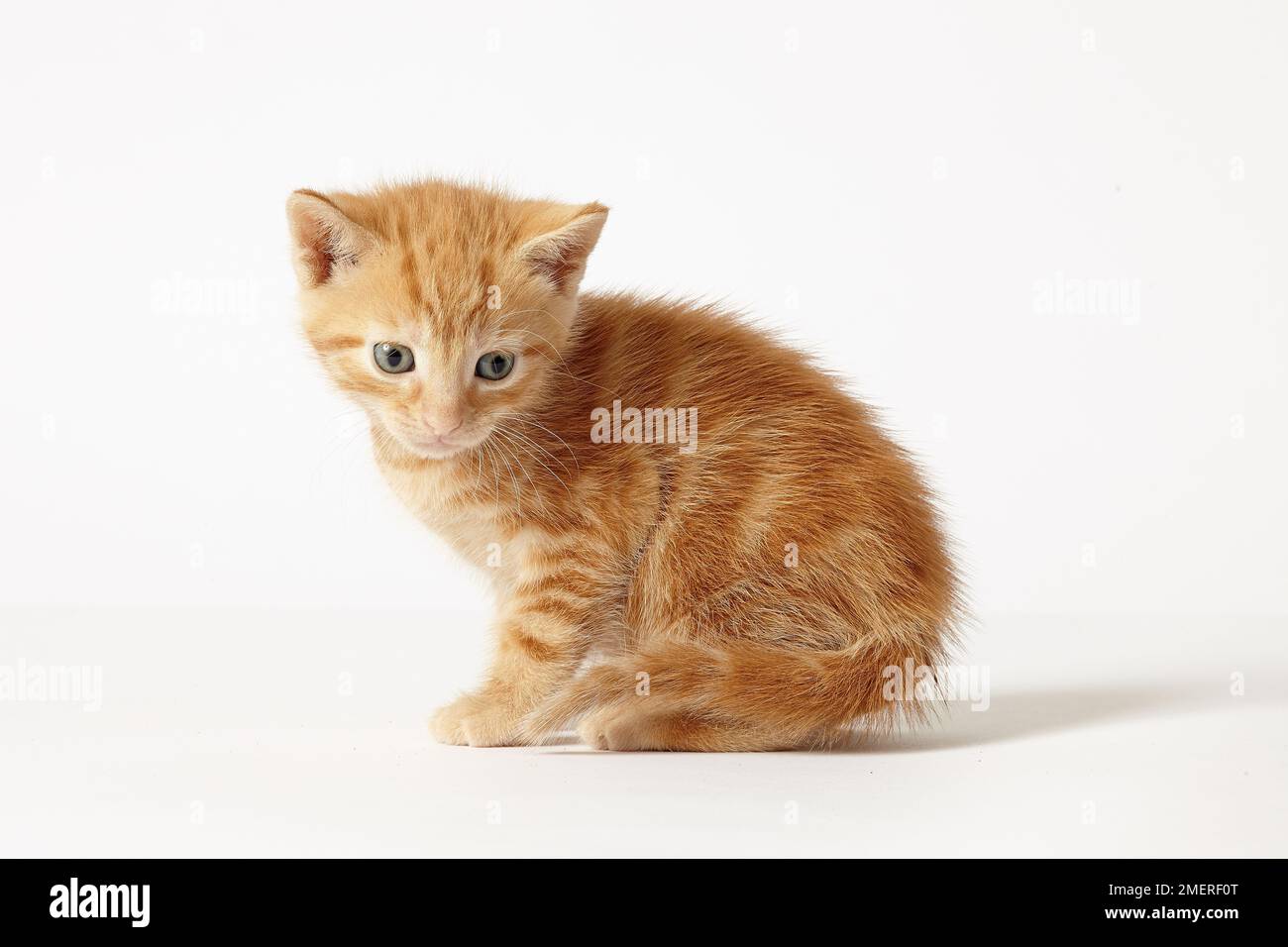 British Shorthaired Cross Kitten, ginger Stock Photo - Alamy