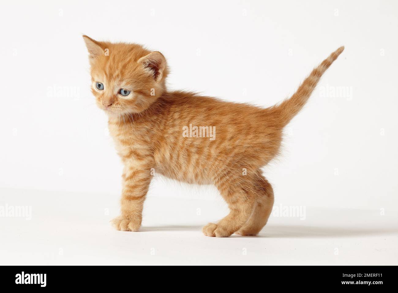 British Shorthaired Cross Kitten, ginger Stock Photo - Alamy