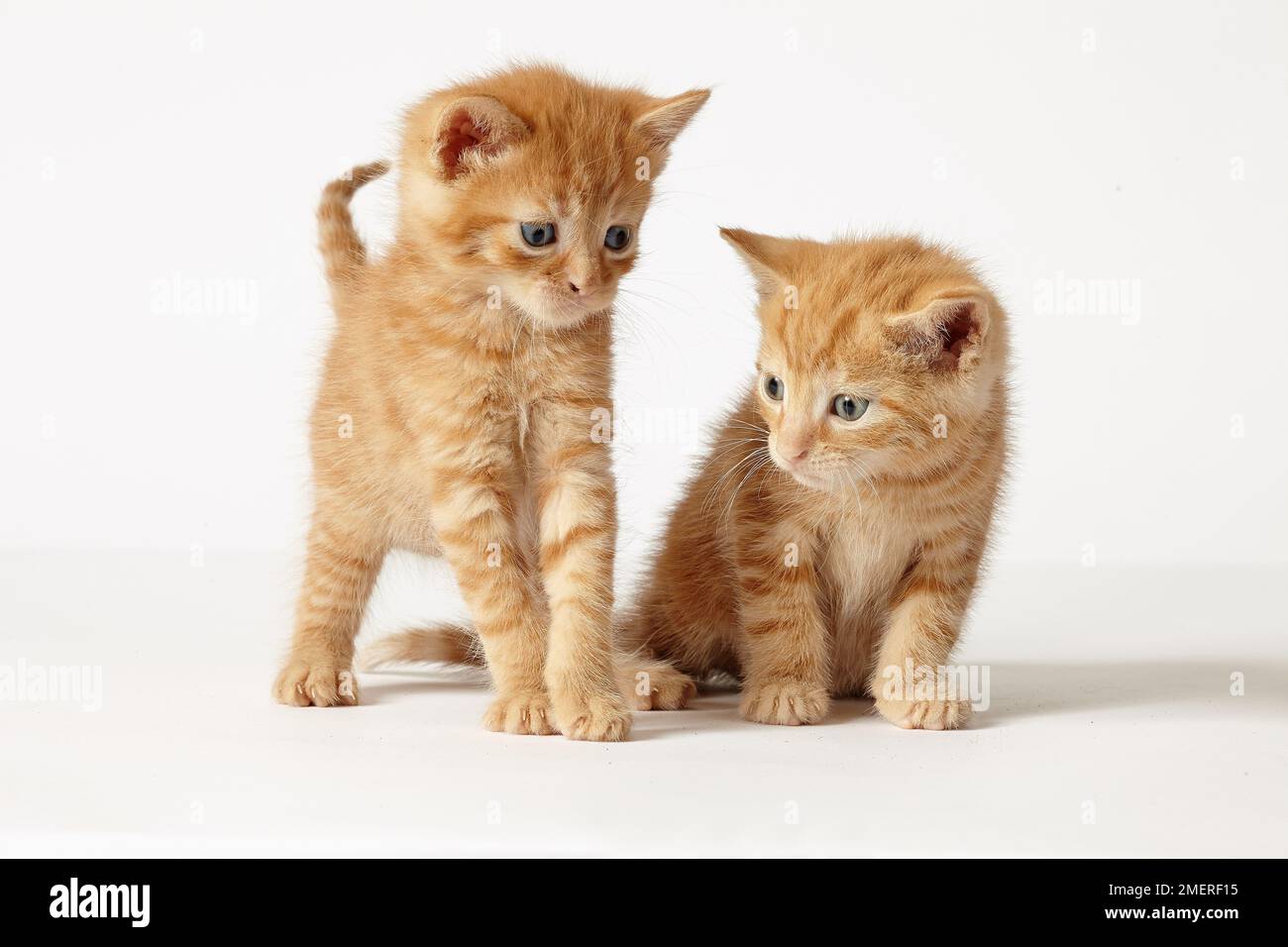 Two ginger British Shorthaired Cross kittens Stock Photo - Alamy