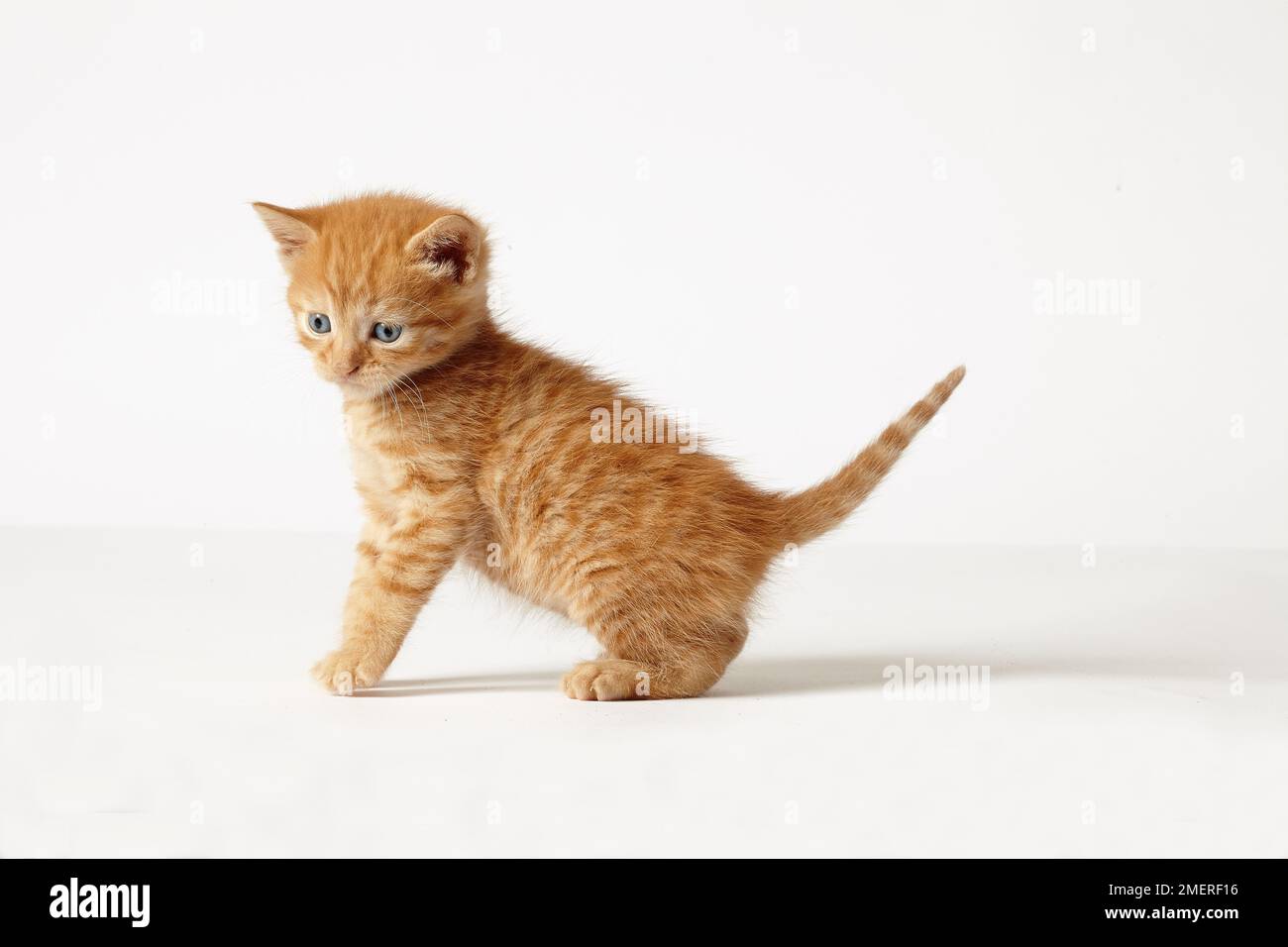 British Shorthaired Cross Kitten, ginger Stock Photo - Alamy