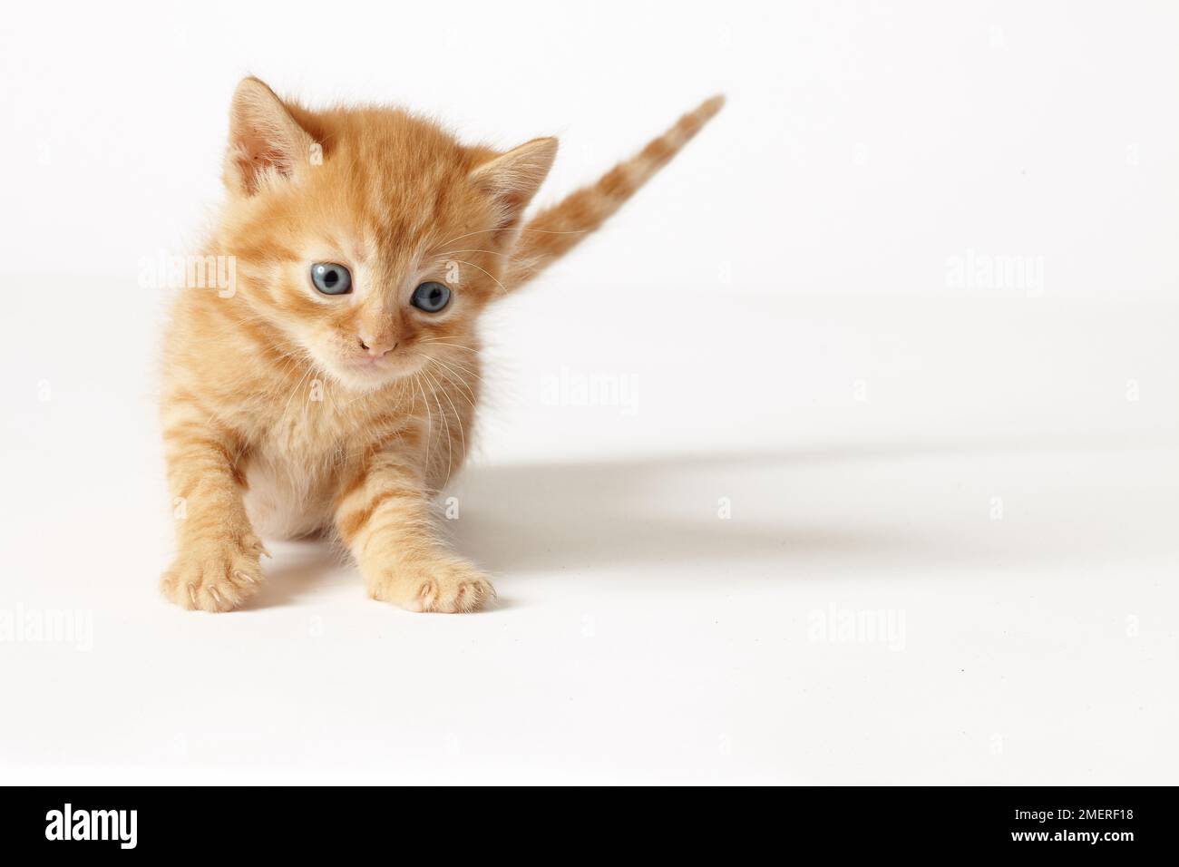 British Shorthaired Cross Kitten, ginger Stock Photo - Alamy