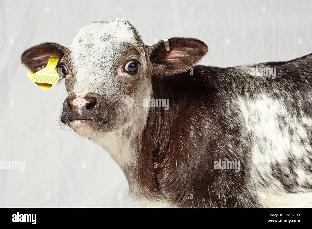 Jersey cross calf Stock Photo - Alamy