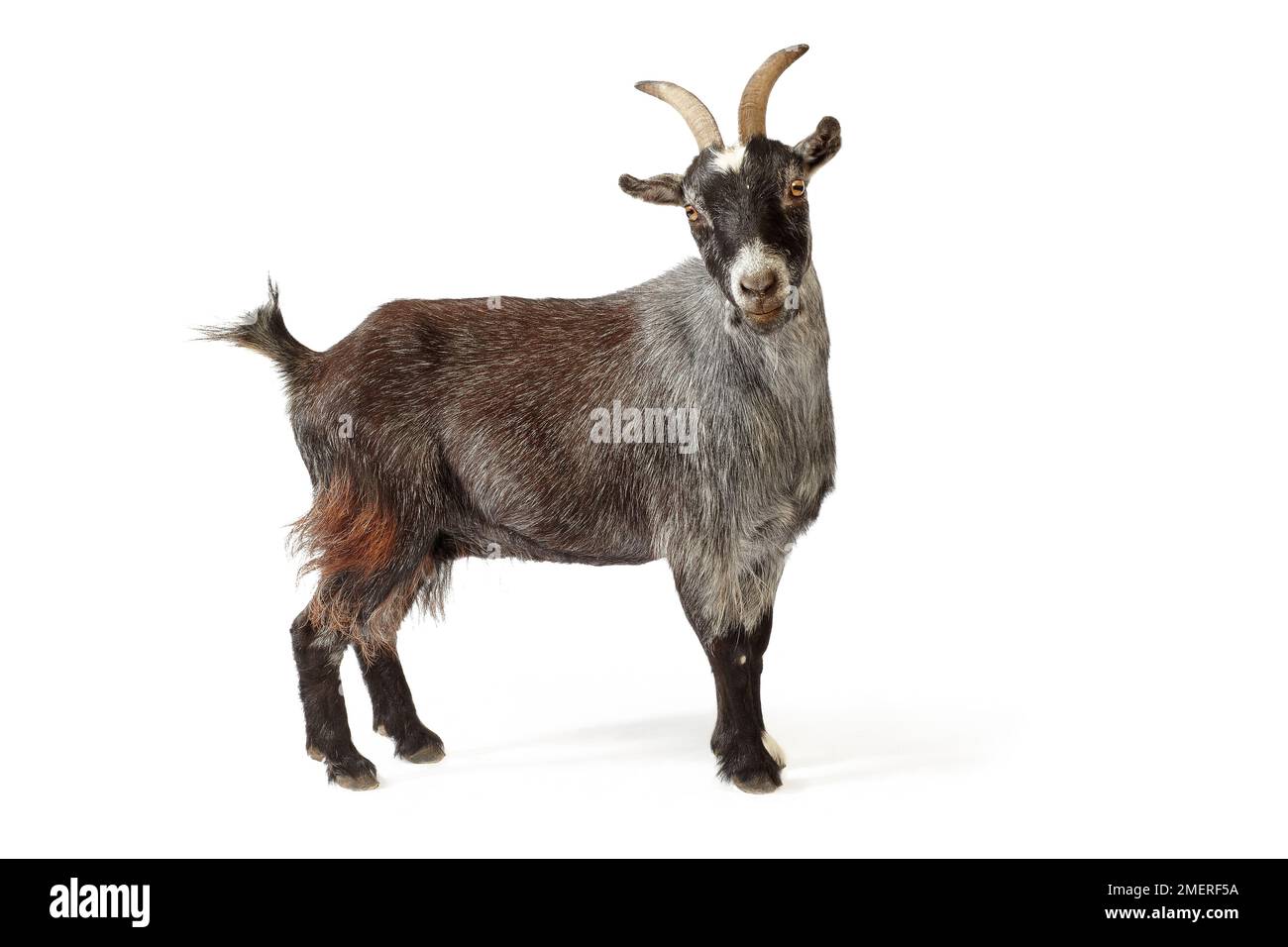 Livestock goat Cut Out Stock Images & Pictures - Alamy