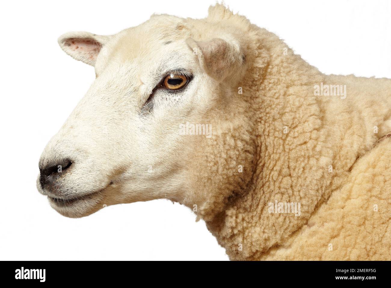 Cross breed sheep hi-res stock photography and images - Alamy