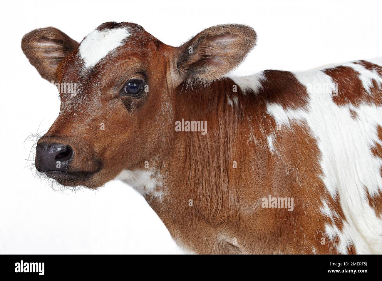 Cross Breeding Cows