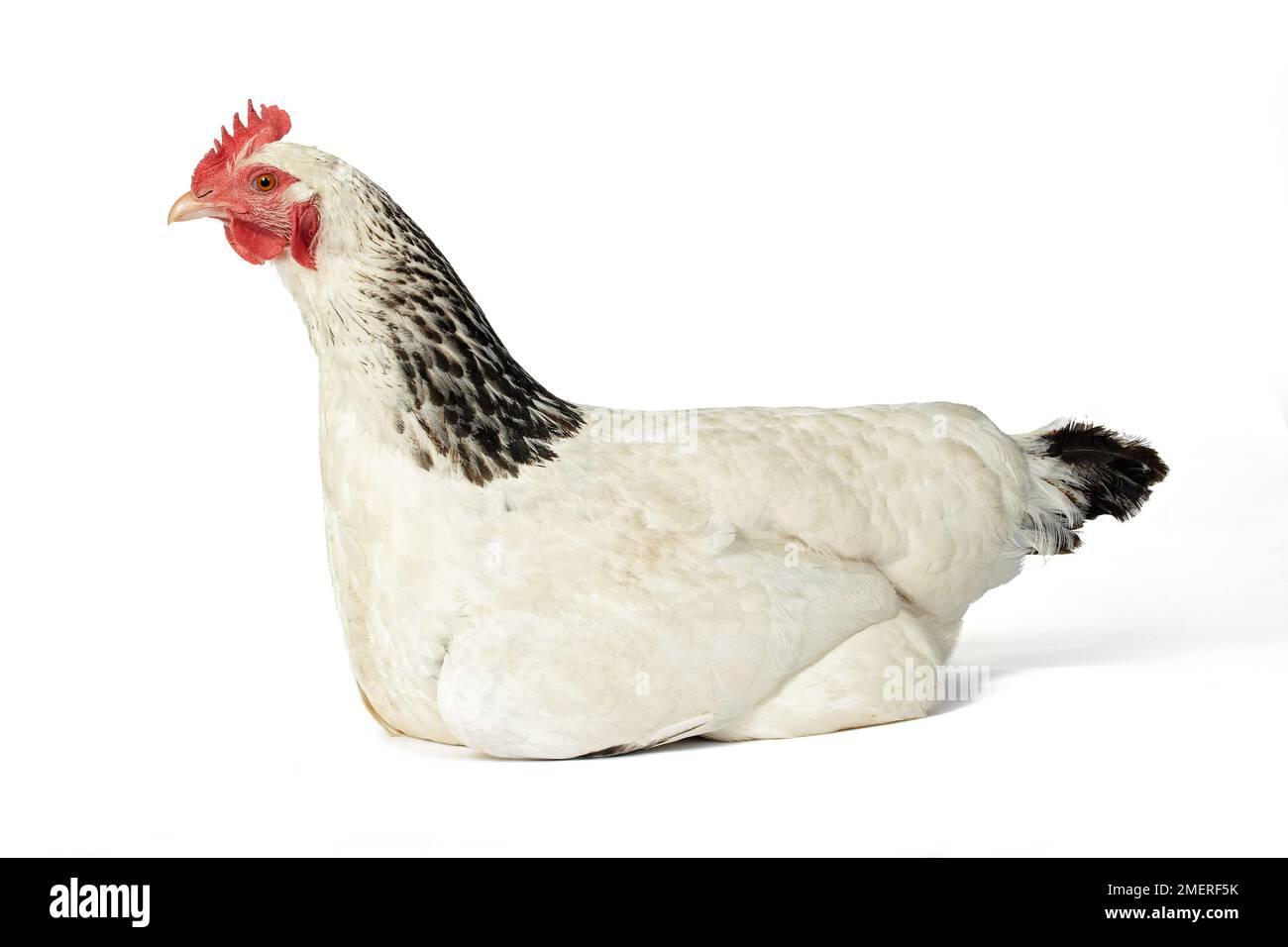 Black sussex breed Cut Out Stock Images & Pictures - Alamy
