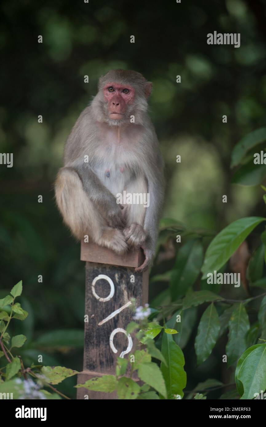 Myanmar, Yangon, Hwlawga Nat Park, monkey perching on post Stock Photo ...