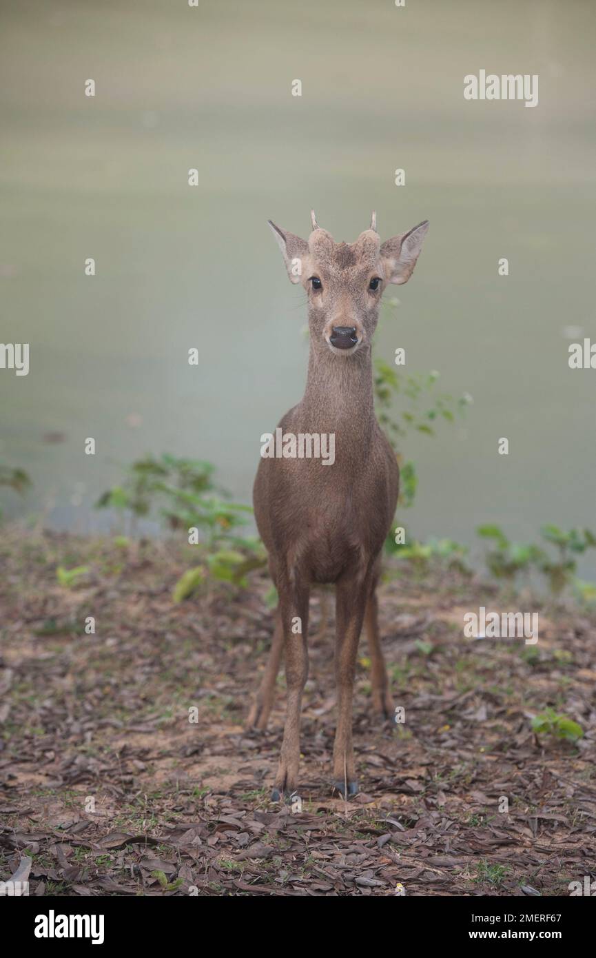 Hlawga national park hi-res stock photography and images - Alamy