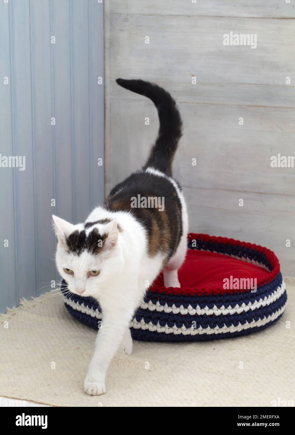 Cat walking off crocheted cat basket Stock Photo - Alamy