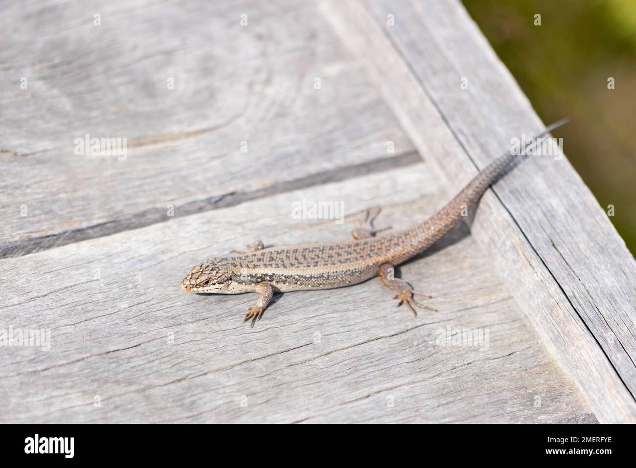 Bull skink hi-res stock photography and images - Alamy