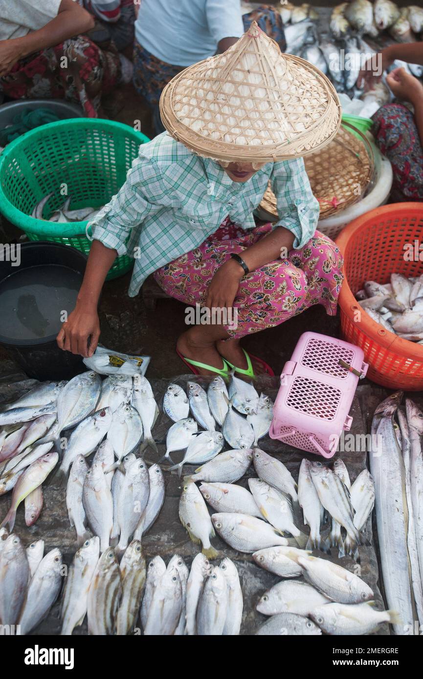 Myanmar, Western Myanmar, Sittwe, fish market Stock Photo - Alamy