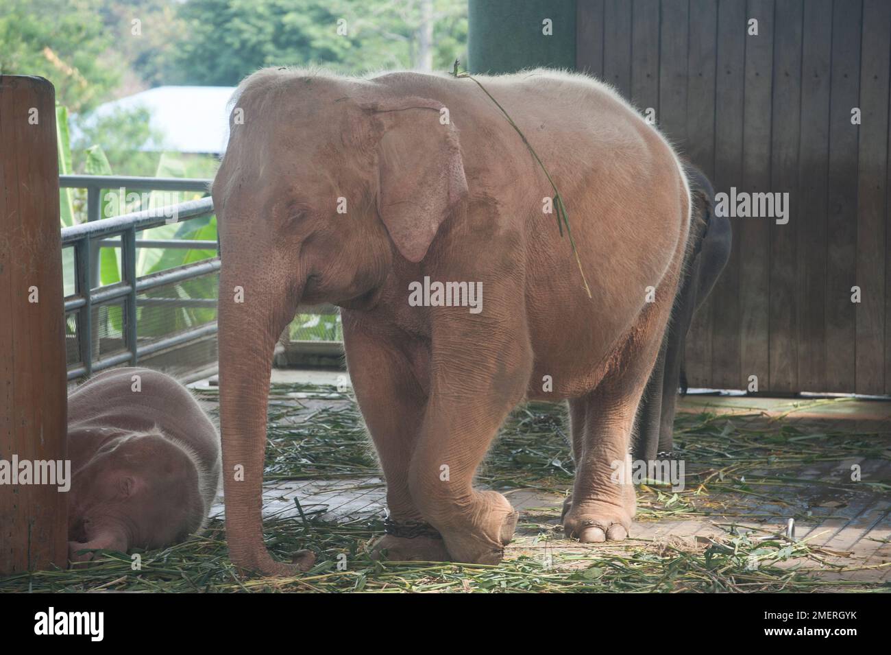 Naypyitaw myanmar hi-res stock photography and images - Alamy