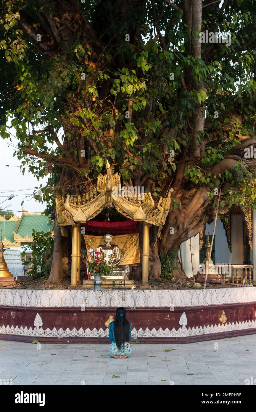 Myanmar, Yangon, Shwedagon Paya, Bodhi tree with worshipper Stock Photo ...