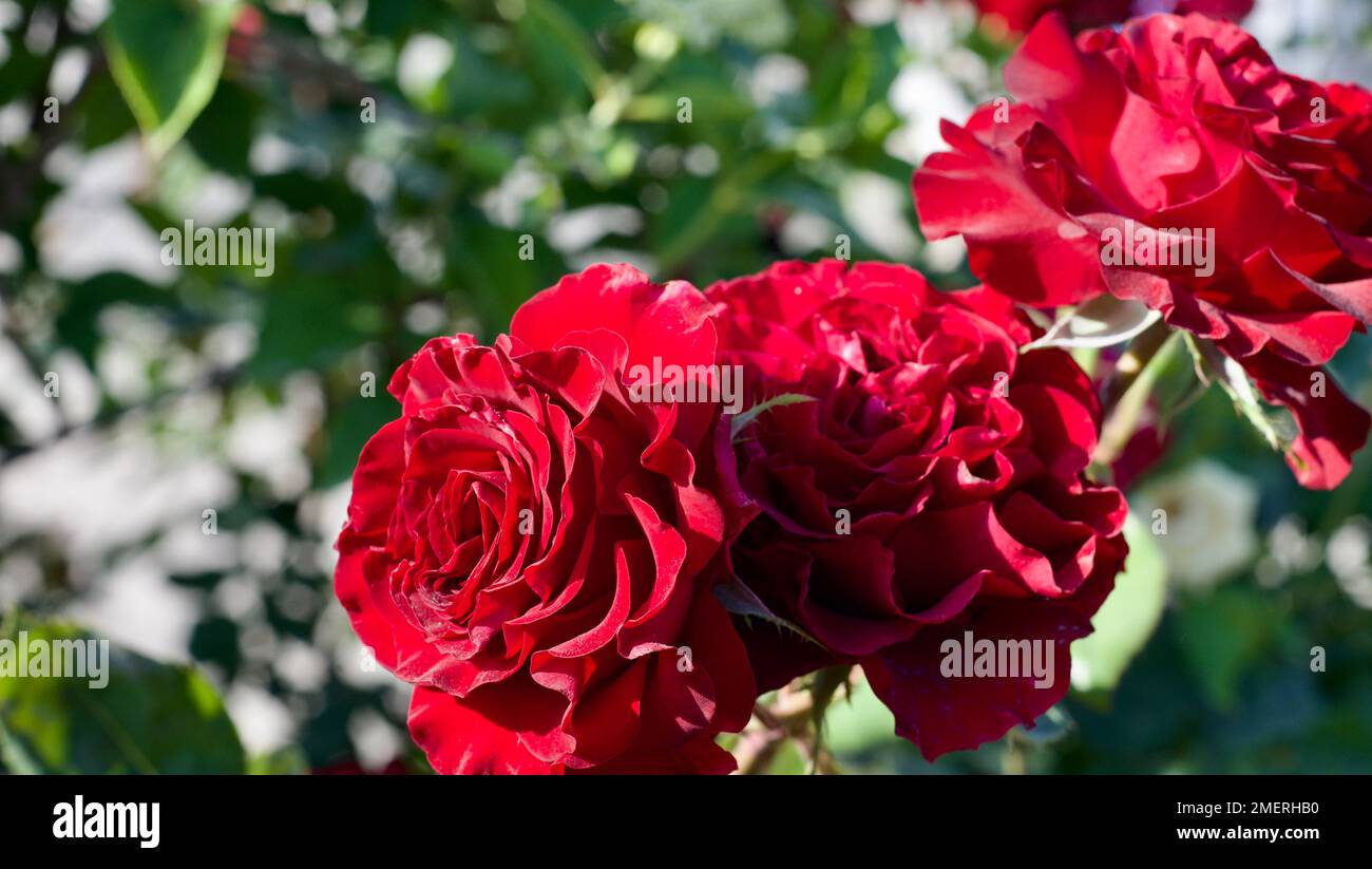 Red roses and copy space for text. Greeting card and invitation. Flower ...