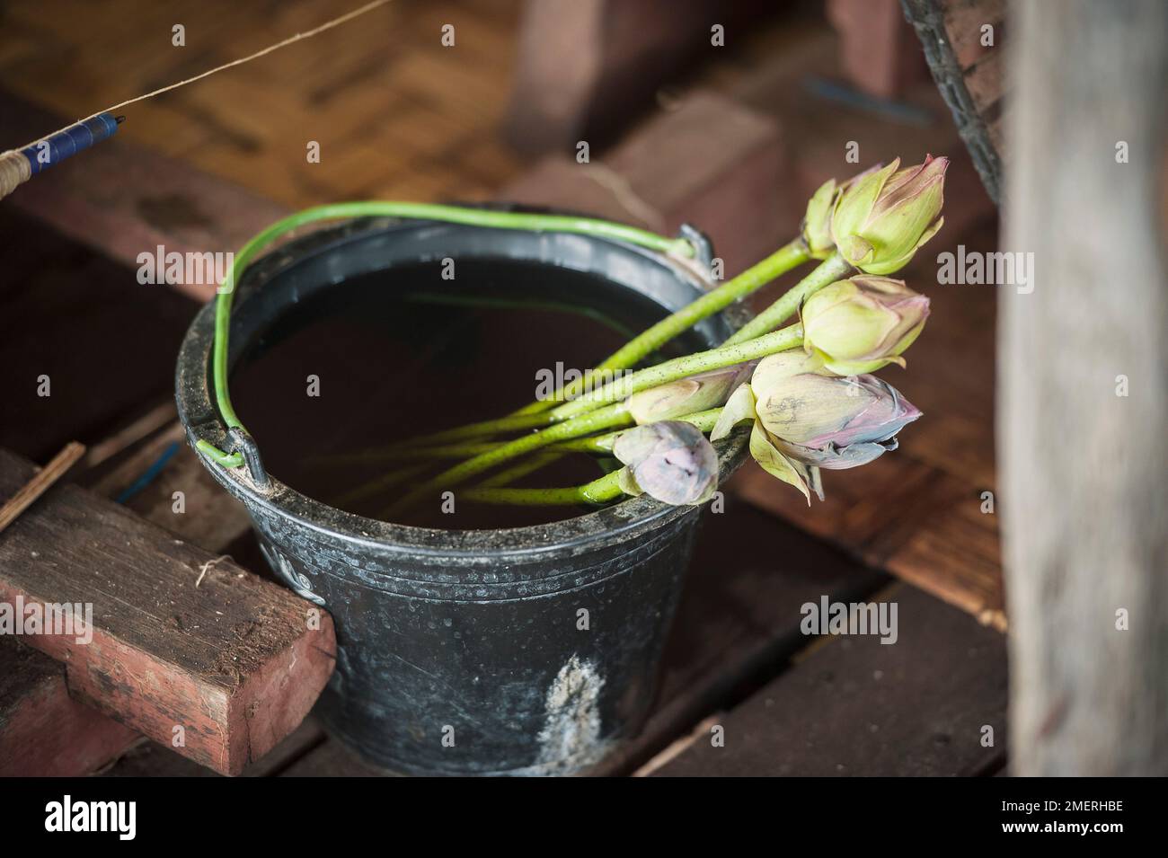 Myanmar, Eastern Myanmar, Inle Lake, Nampan, lotus silk weaving ...