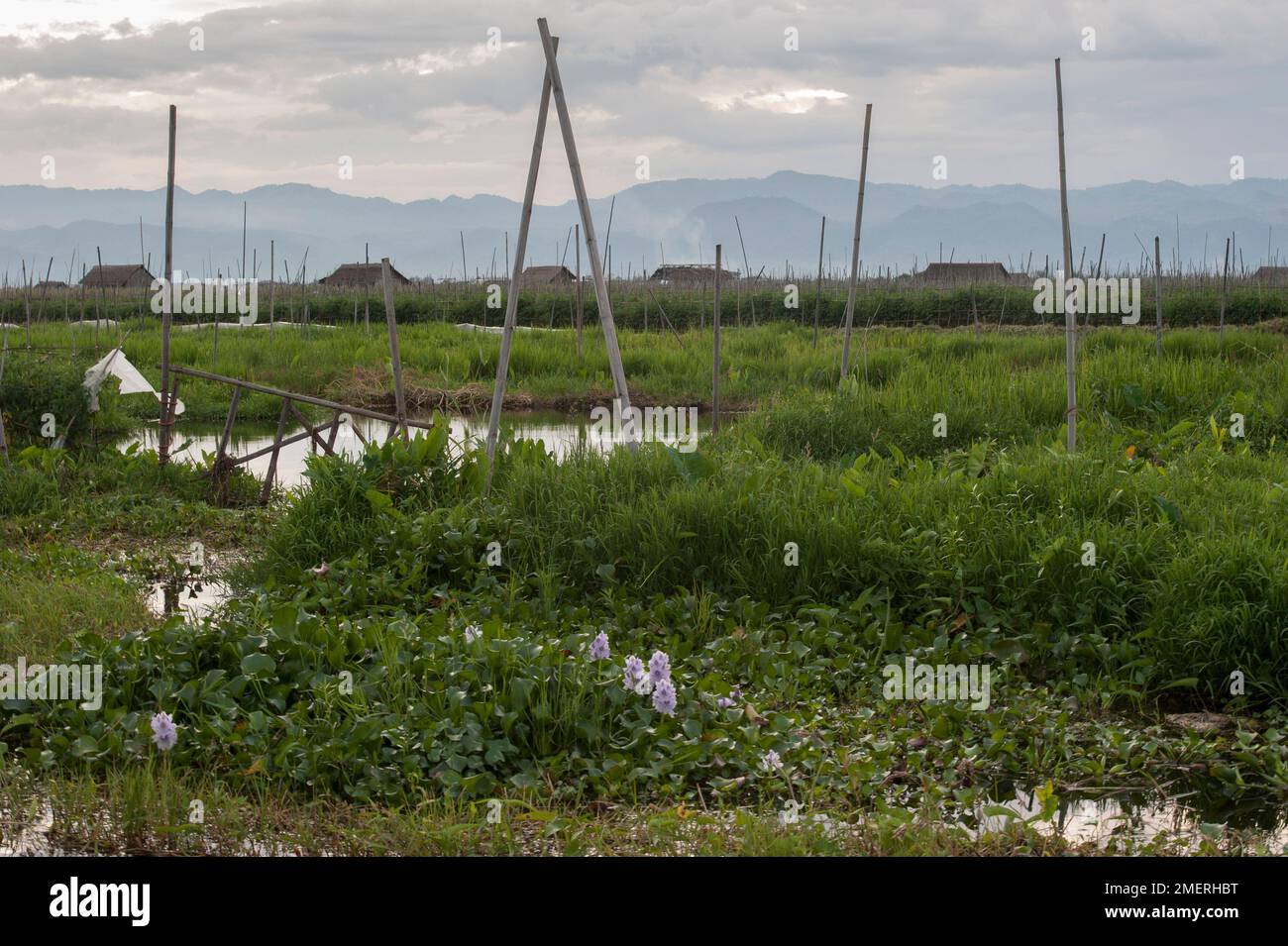 Myanmar, Eastern Myanmar, Inle Lake, floating gardens outside Nampan ...