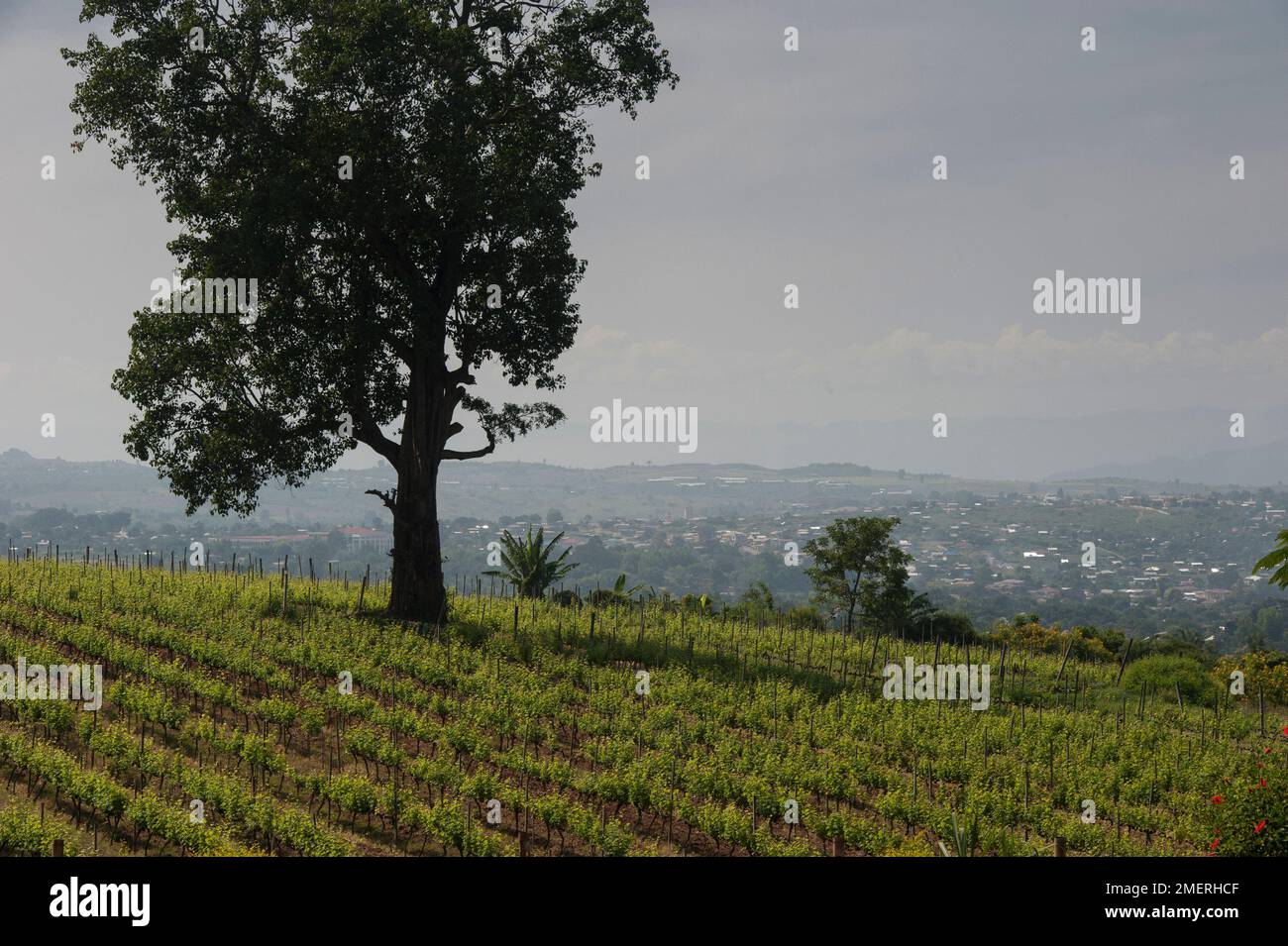 Aythaya winery hi-res stock photography and images - Alamy
