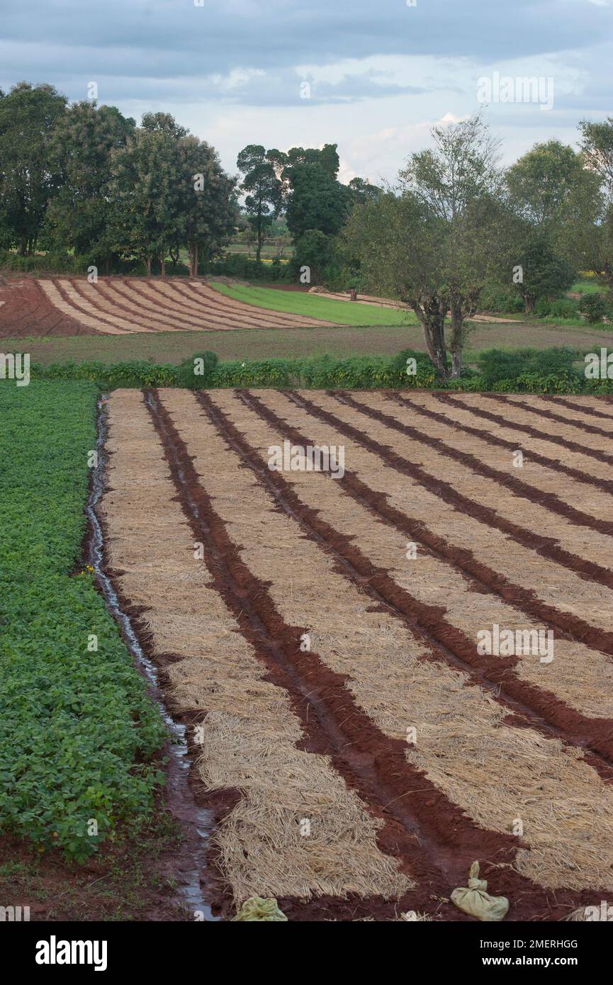Myanmar, Eastern Burma, farms around Taunggyi Stock Photo - Alamy