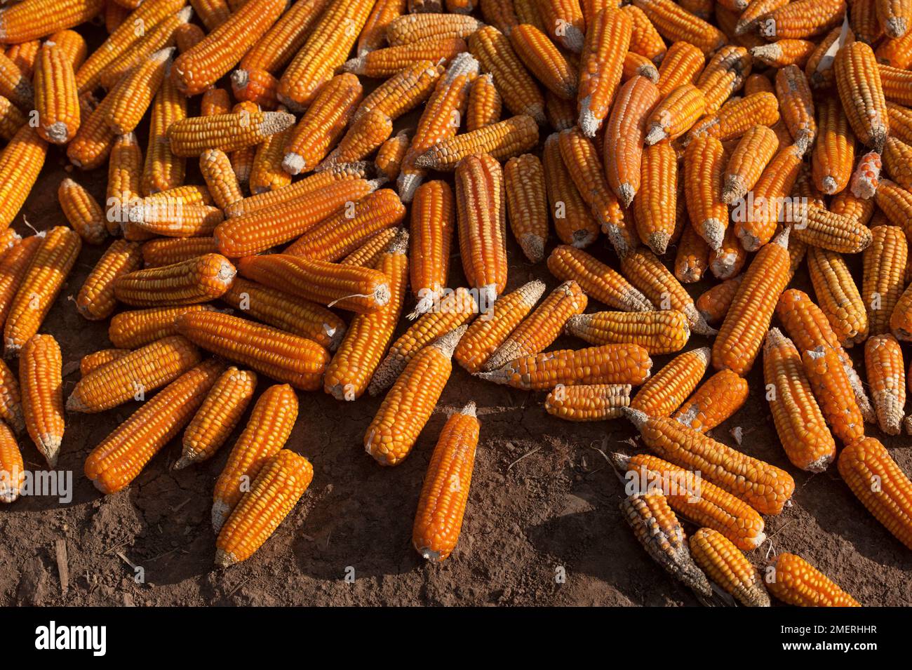 Myanmar, Eastern Burma, Inle Lake, corn drying on the ground Stock ...