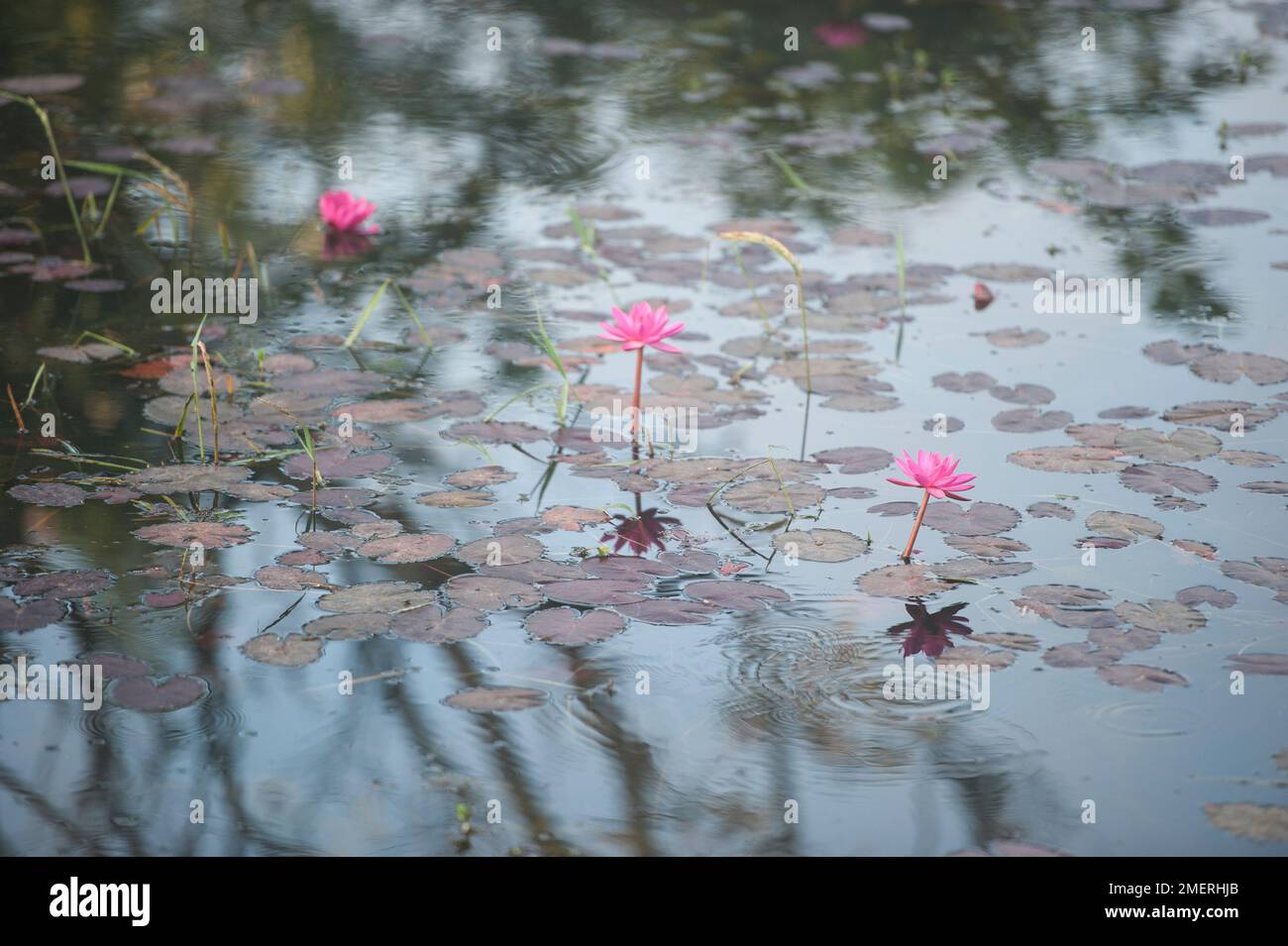 Myanmar lotus hi-res stock photography and images - Alamy