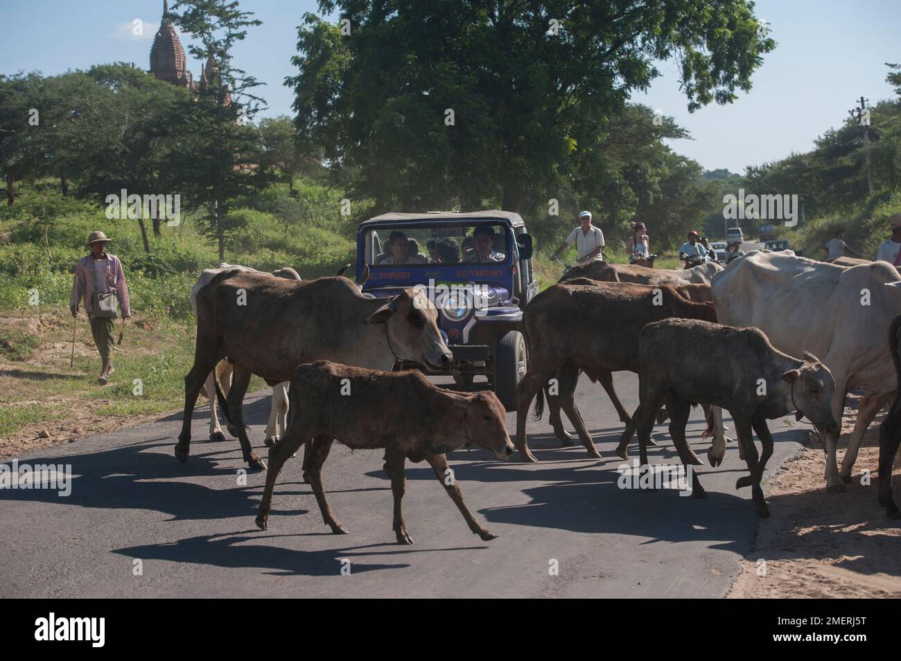 Myanmar, Western Burma, Bagan, car stuck in cattle herd Stock Photo - Alamy