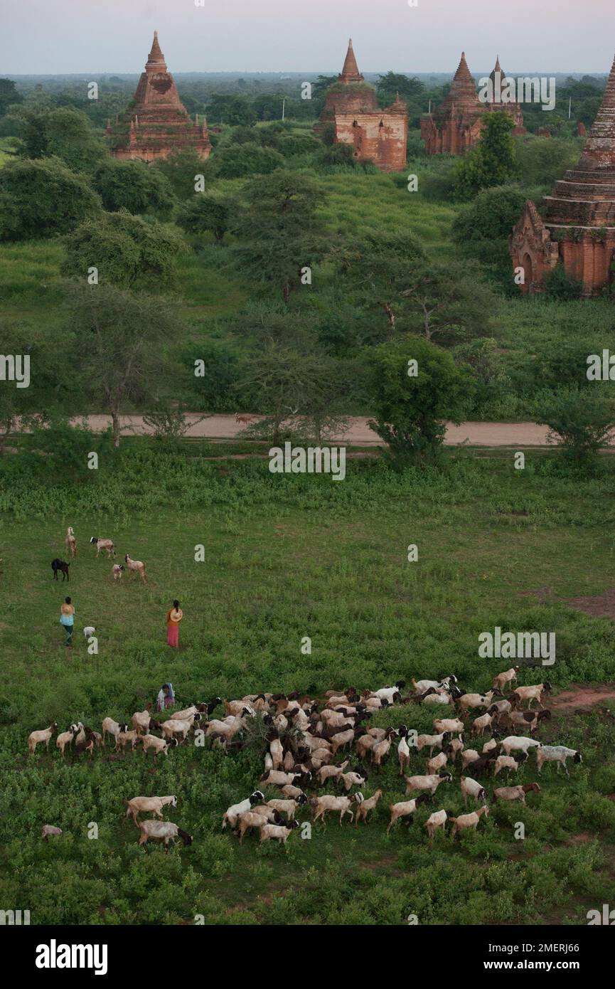 Myanmar, Western Burma, Bagan, sunset over Southern Plain with goat ...
