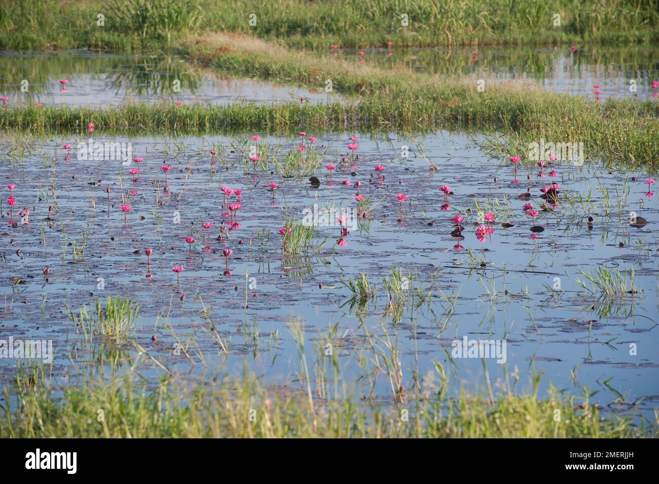 Myanmar, Eastern Burma, Inle Lake, lotus flowers Stock Photo - Alamy
