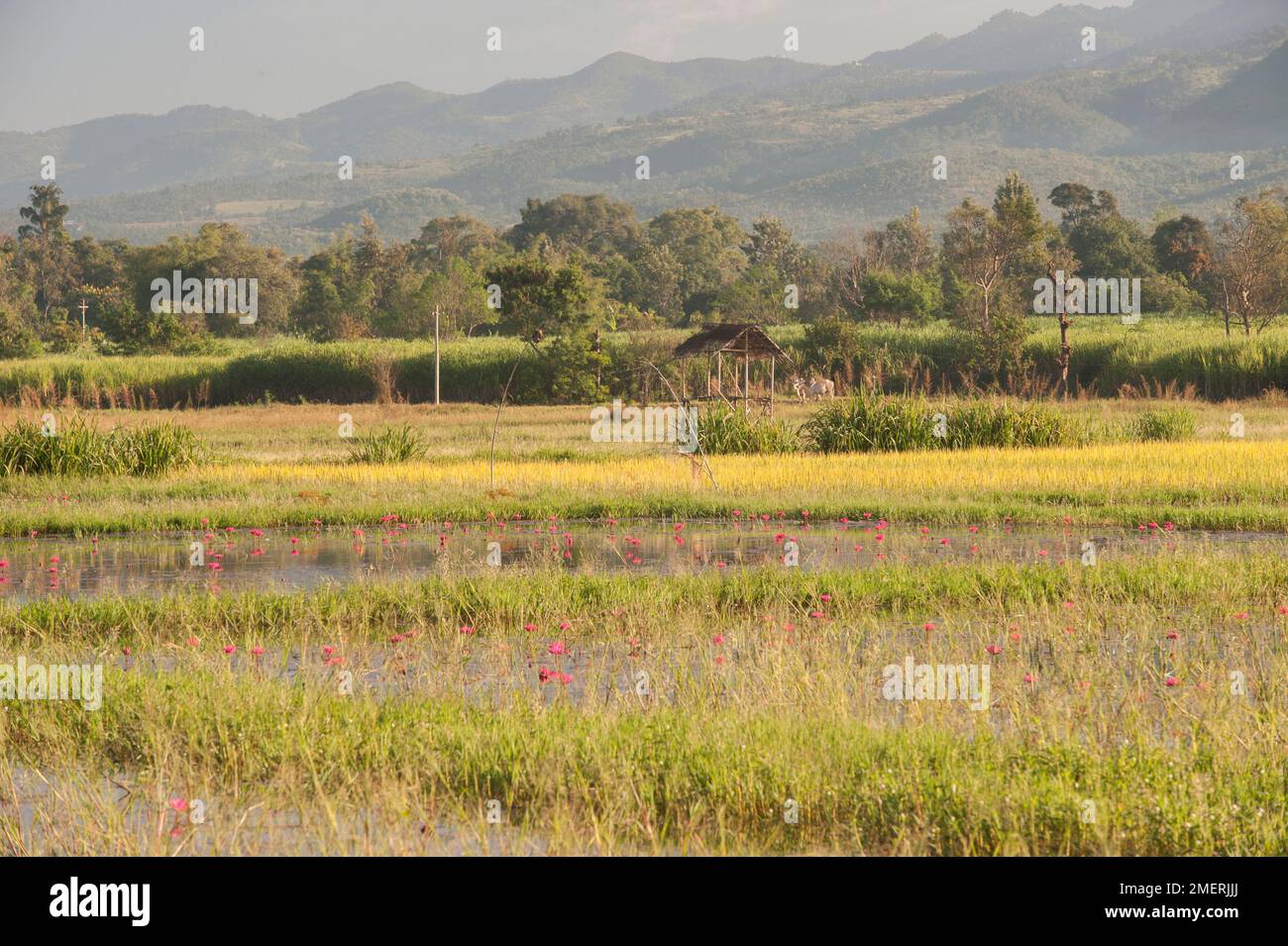 Myanmar, Eastern Burma, Inle Lake, fields around Kaung Thauk Stock ...