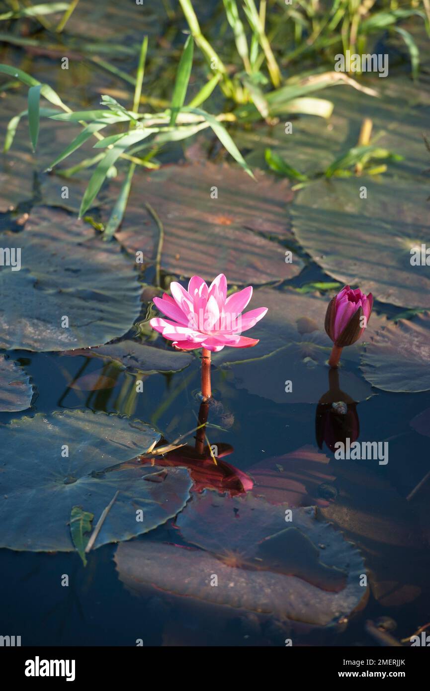 Myanmar, Eastern Burma, Inle Lake, lotus flower Stock Photo - Alamy