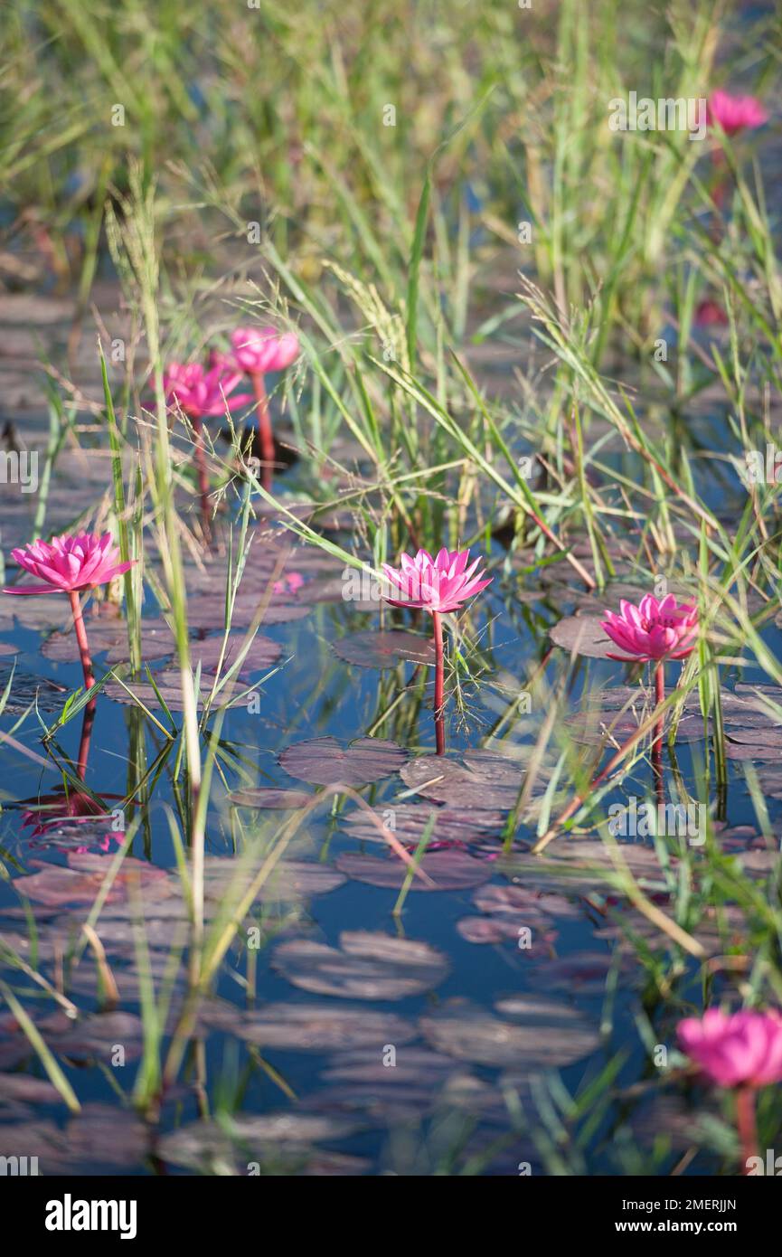 Myanmar, Eastern Burma, Inle Lake, lotus flowers Stock Photo - Alamy