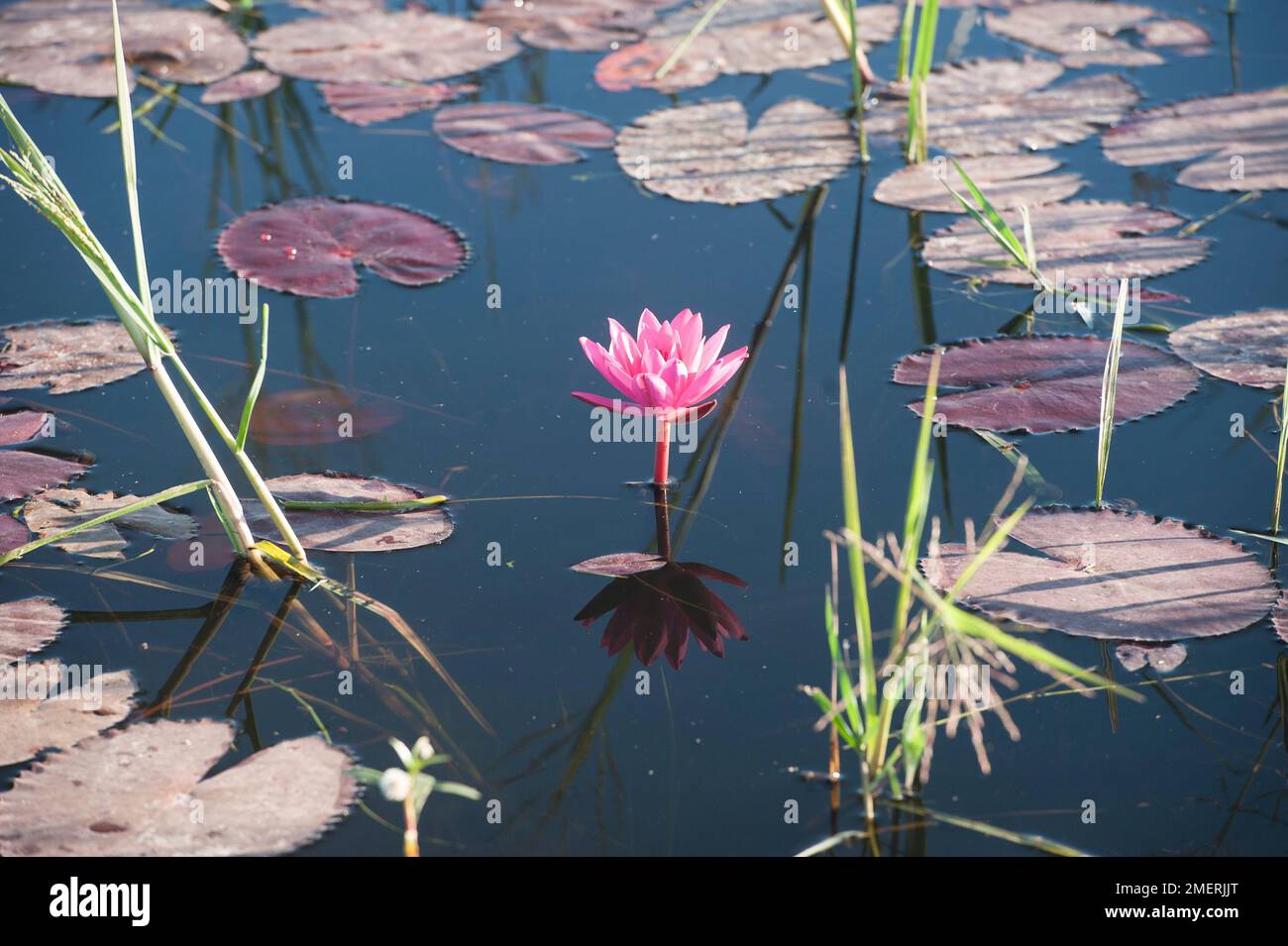 Eastern lotus hi-res stock photography and images - Alamy