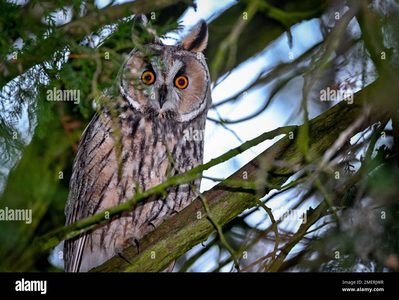 Dolgelin, Germany. 24th Jan, 2023. A long-eared owl looking from a tree ...