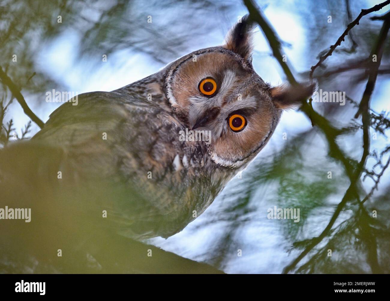 Dolgelin, Germany. 24th Jan, 2023. A long-eared owl looking from a tree ...